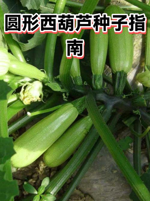 葫芦怎么留种子图标
