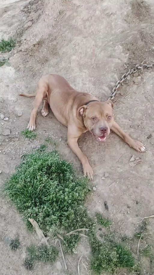 比特犬玩家山西小江图标