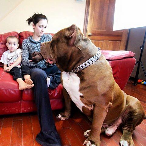 比特犬值多少钱截图