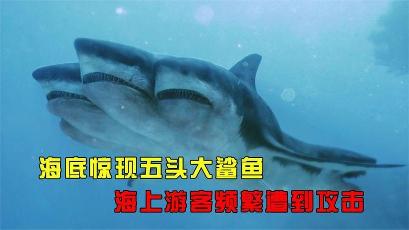 鲨鱼影视网页版图标