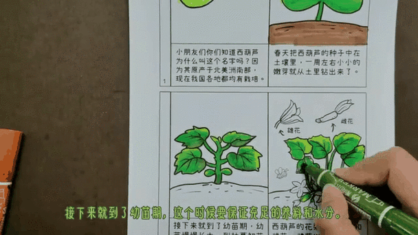 葫芦生长过程图片图标
