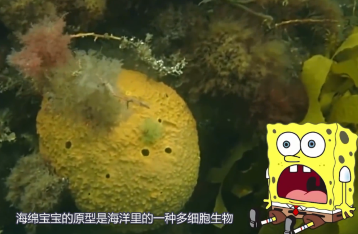 海绵宝宝原型图标