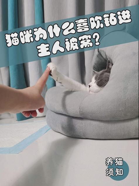 猫为什么喜欢钻被窝