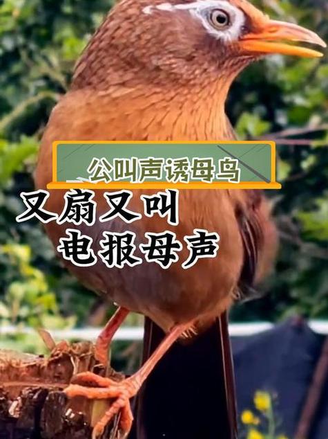 公画眉鸟叫30分截图
