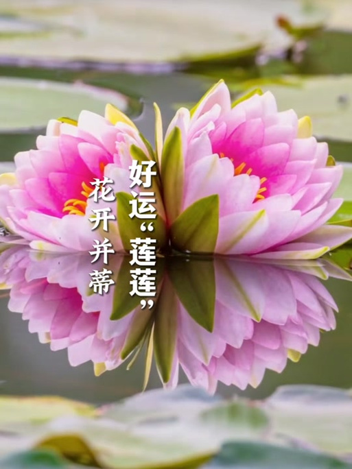 女人发睡莲高情商表达图标