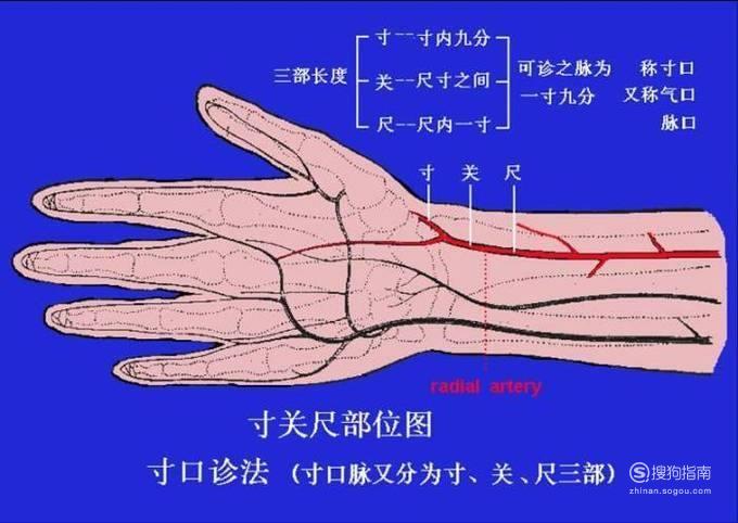 正常女性脉搏标准范围是多少图标