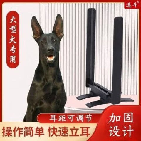 狗狗立耳器一般带多久