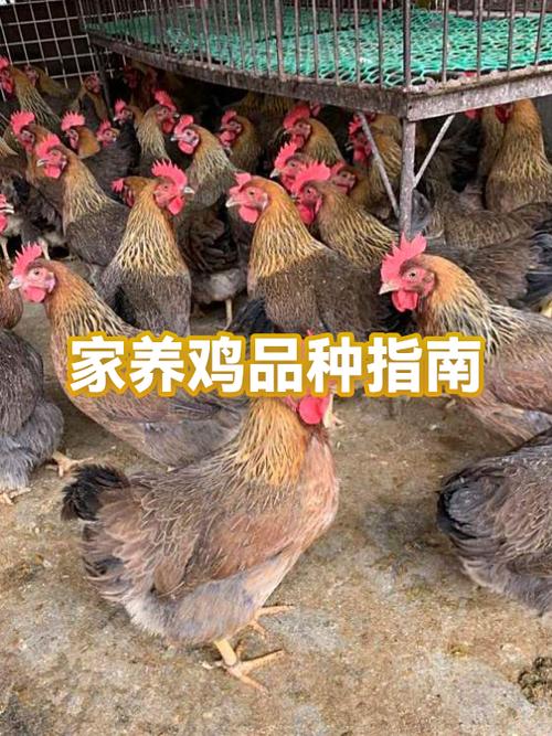 2026年养鸡会暴涨吗图标