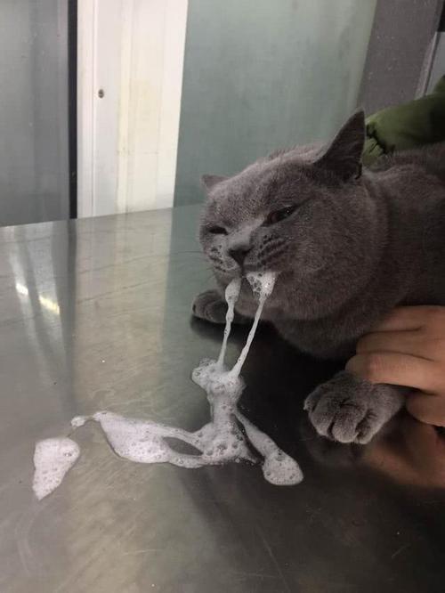 小猫吐白沫图标