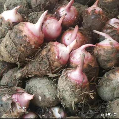 痛风能吃芋头吗图标