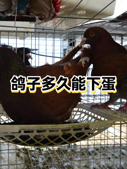鸽子配对一般需要多久图标