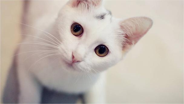 激萌猫咪桌面宠物下载图标