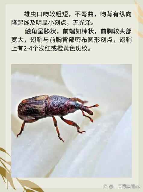 米虫短视频app社会生活图标