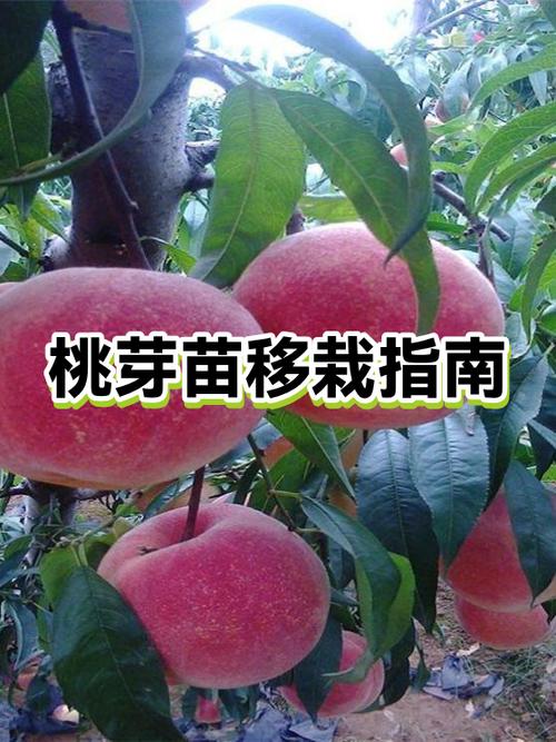 桃子苗什么时候栽最好图标