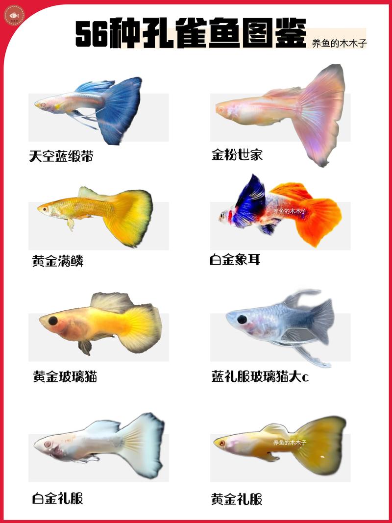 精品孔雀鱼有哪些