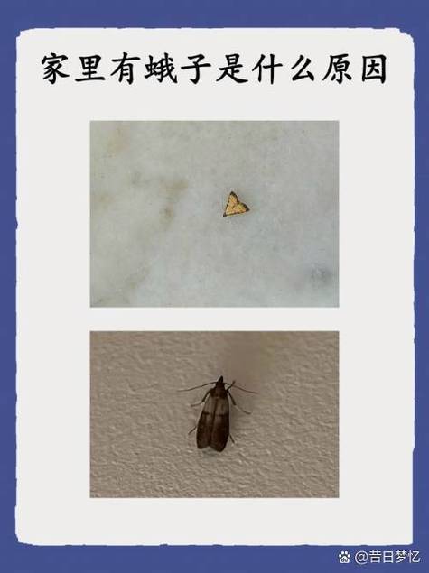 为什么家里有飞蛾图标