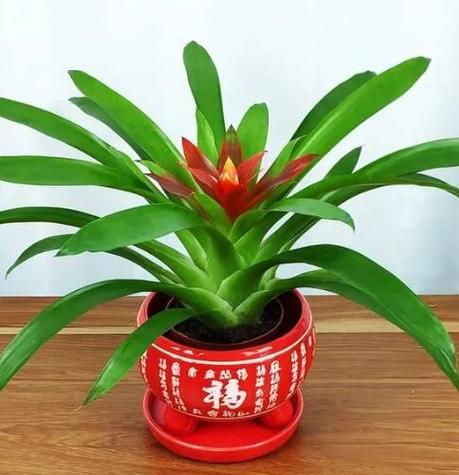 鸿运当头游戏图标