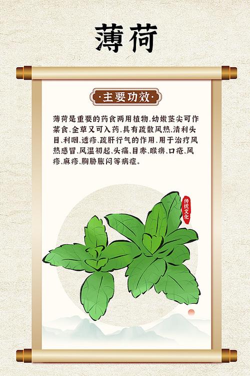 薄荷的药用功效图标