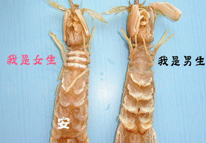 皮皮虾动态壁纸怎么弄