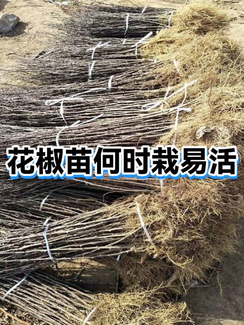 花椒传入中国时间