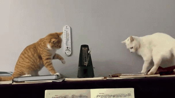 打节奏的猫表情包