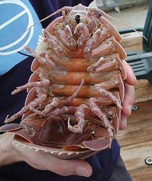 潮虫和深海巨虱图标