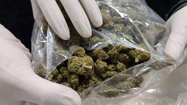 罗湖海关查获自制大麻卷烟截图