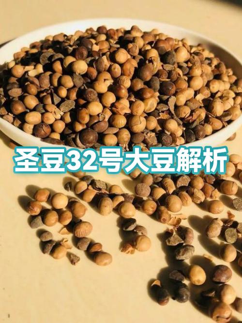 大豆品种介绍图标