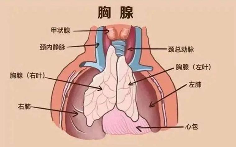 胸膈的准确位置图图标