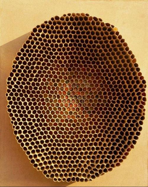 蜂巢是什么原料筑成的截图