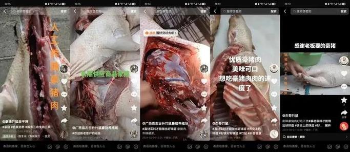 豪猪肉尽量少吃的原因图标