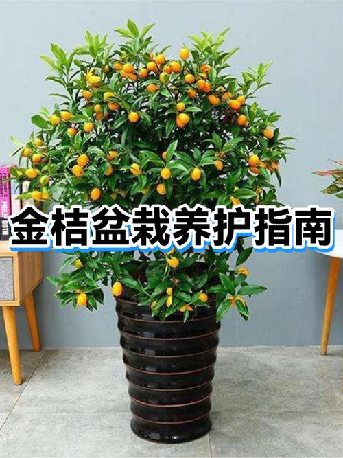 金桔树盆栽积水的方法图标