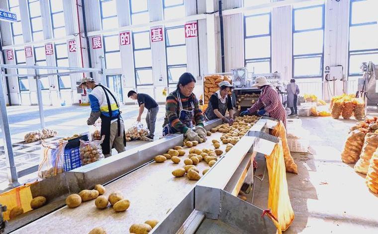 小土豆贸易有限公司图标