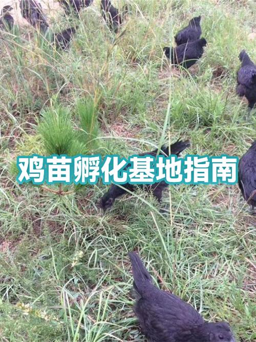 鸡苗种蛋在哪里买图标