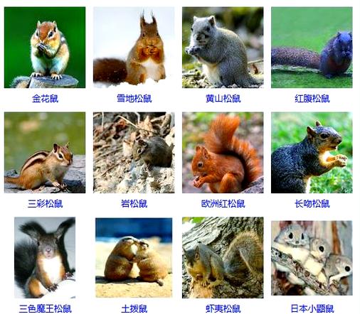 松鼠品种图片大全图标
