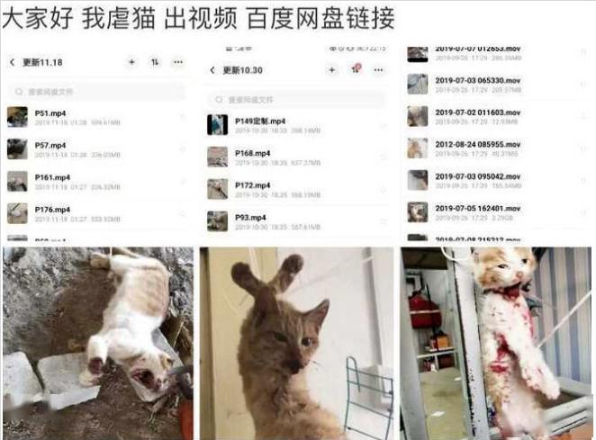 虐猫100集全集免费观看图标