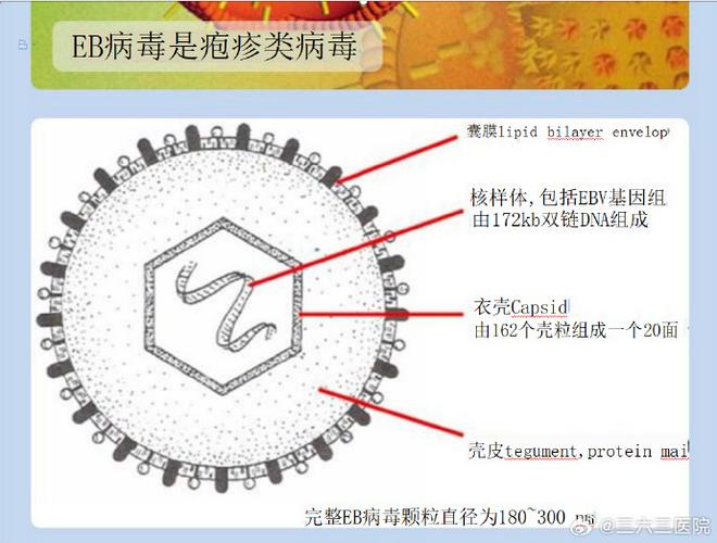 DNA病毒EB病毒图标