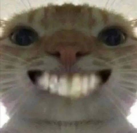 猫的小表情截图