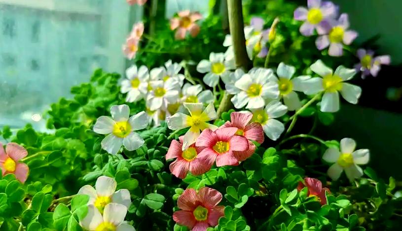长生花是什么意思图标