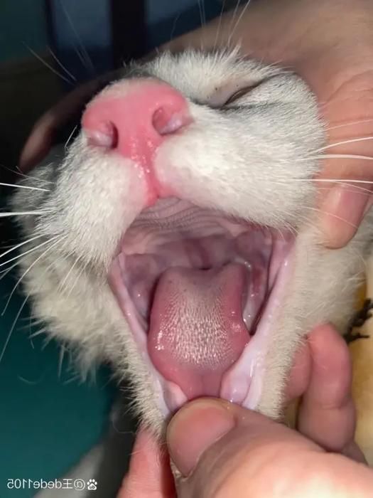 猫杯状恢复的四个阶段截图