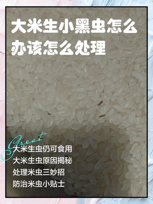 大米生了小黑虫怎么处理图标