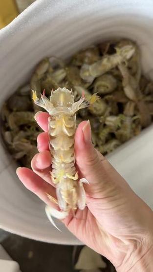 皮皮虾小视频怎么样图标