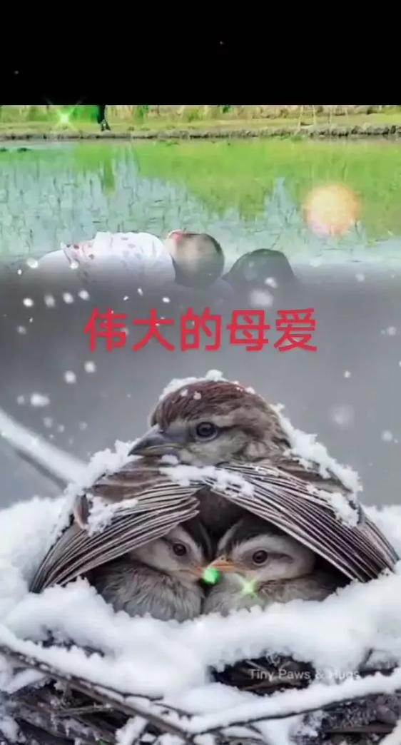 爱红深深的母爱图标