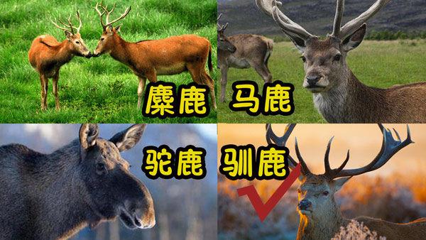 麋鹿官网截图