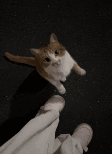 猫咪追着你喵喵叫图标