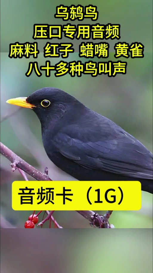 下载鸟叫声大全mp3图标
