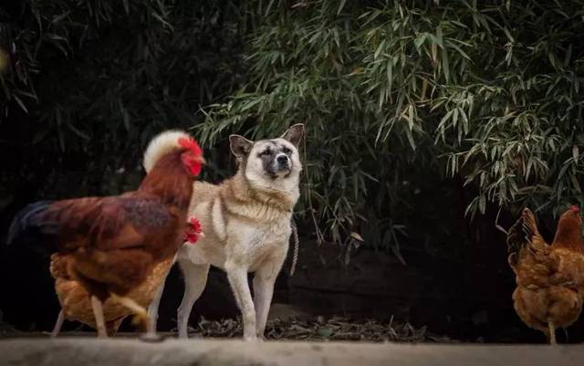 鸡走丢了多久自己回来图标