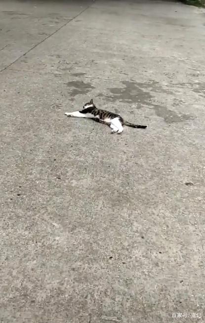 马路上的猫饼不是血肉模糊的图标