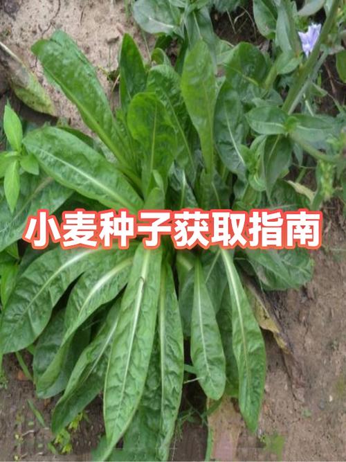 小麦的获取方式截图