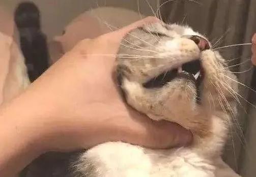 挨打的猫是什么游戏图标